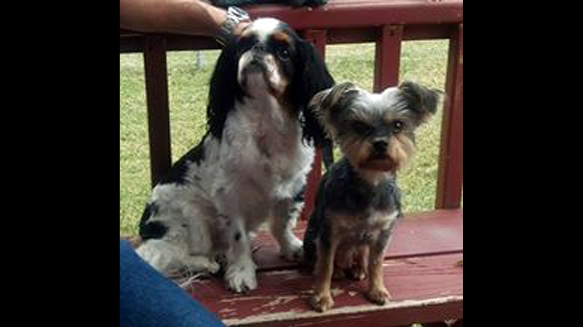 Viewer photos: Houston's National Pet Day pics! 2/3 | khou.com