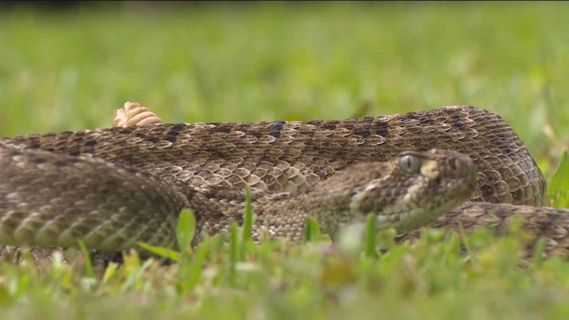 Snakes! Friend or foe? | khou.com