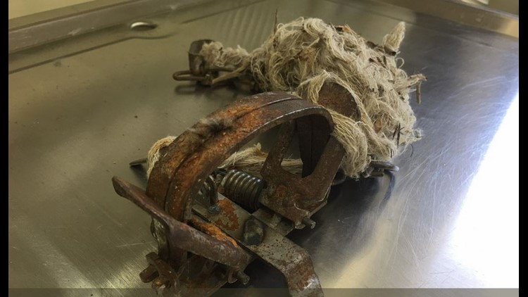 Cat in Heights injured by 'inhumane' trap | khou.com