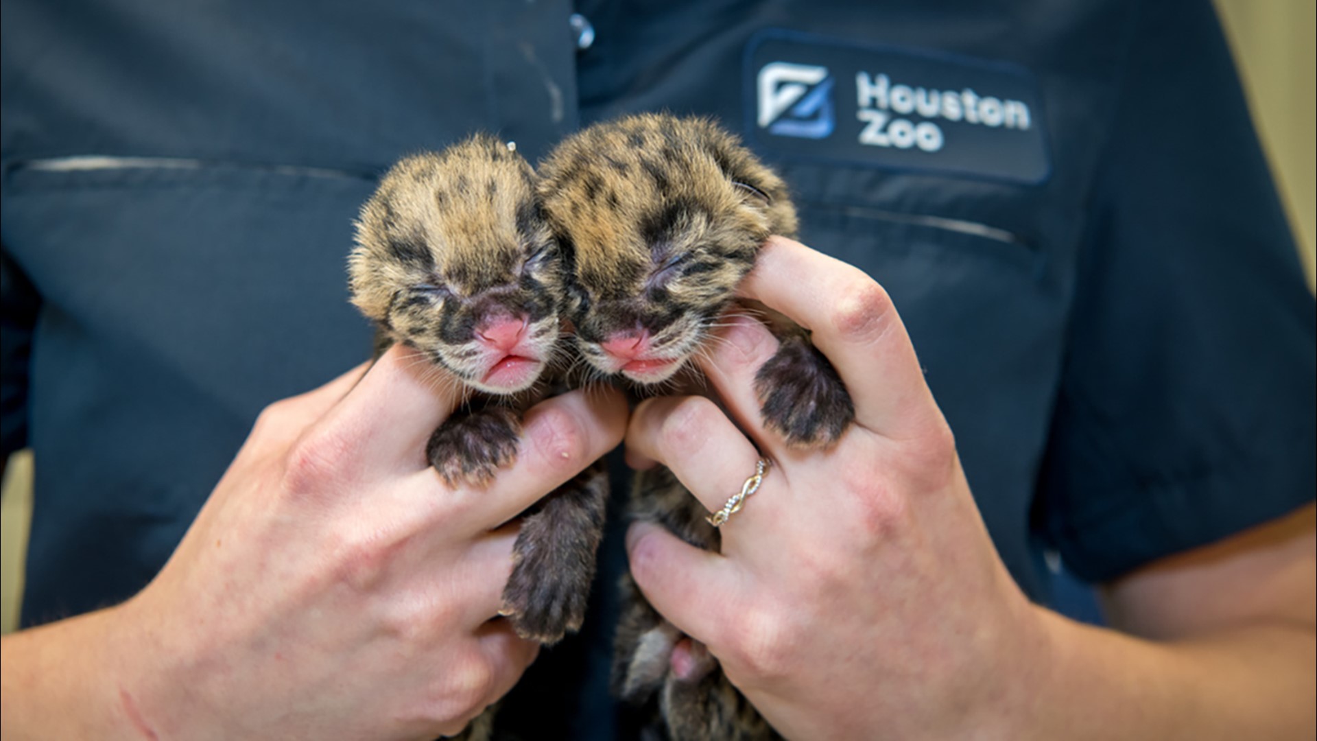 Missing Clouded leopard found, Dallas Zoo says | khou.com