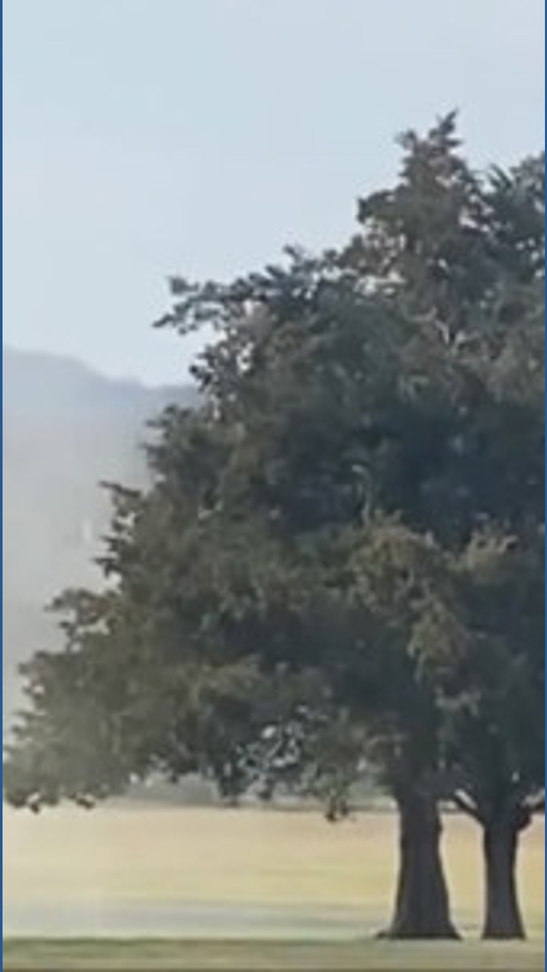 Massive pollen cloud caught on camera | khou.com