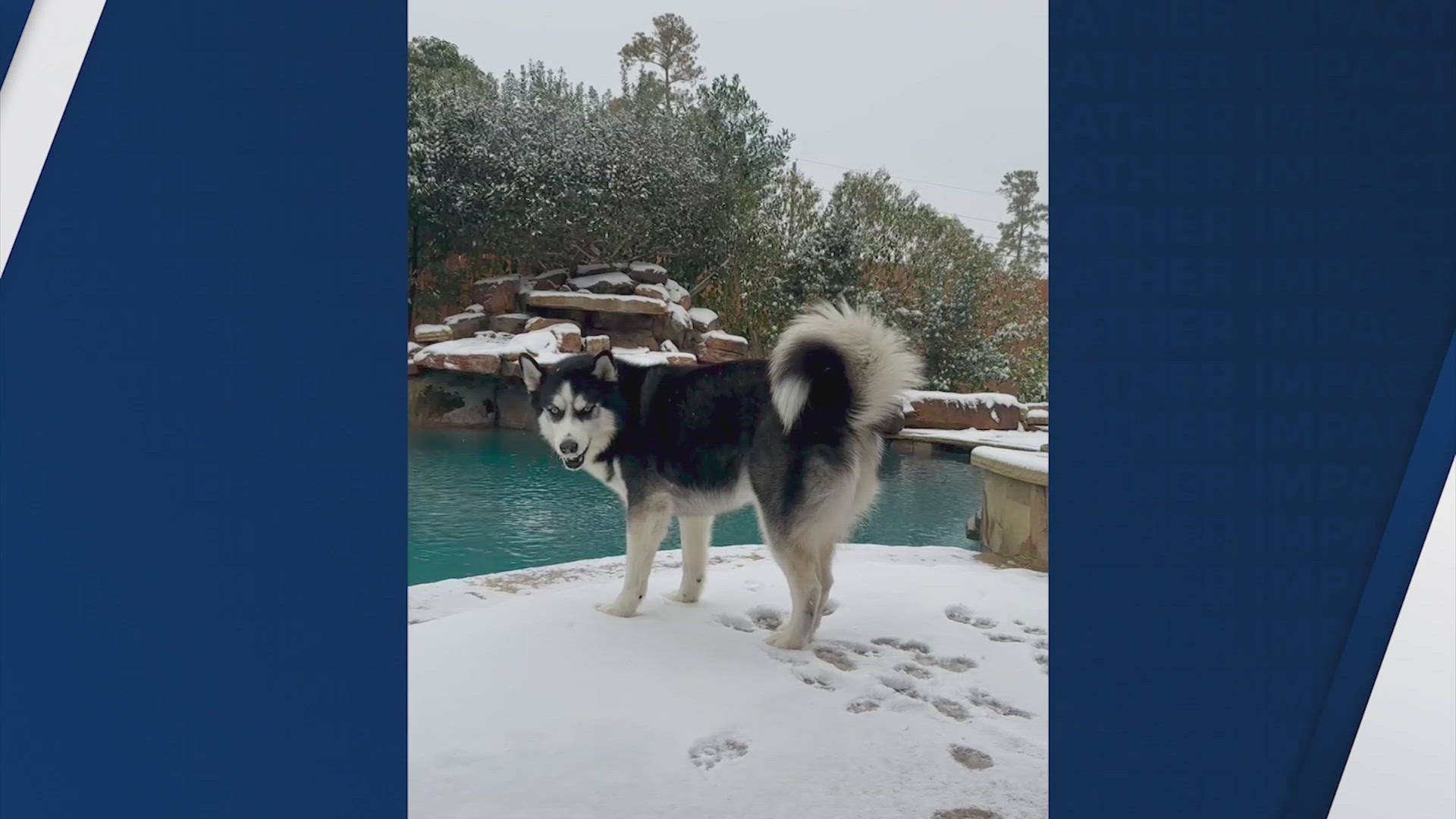 Videos, photos of dogs in Houston, Texas enjoying the snow | khou.com