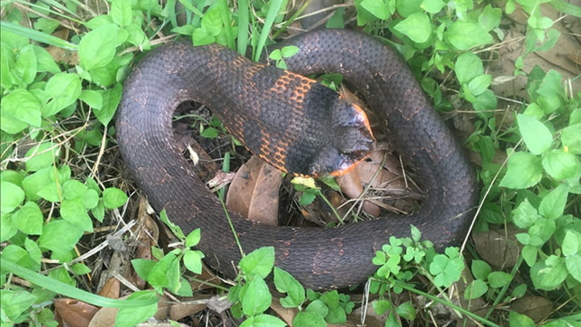 Rare sighting of cobra-like eastern hognose snake caught on camera at ...