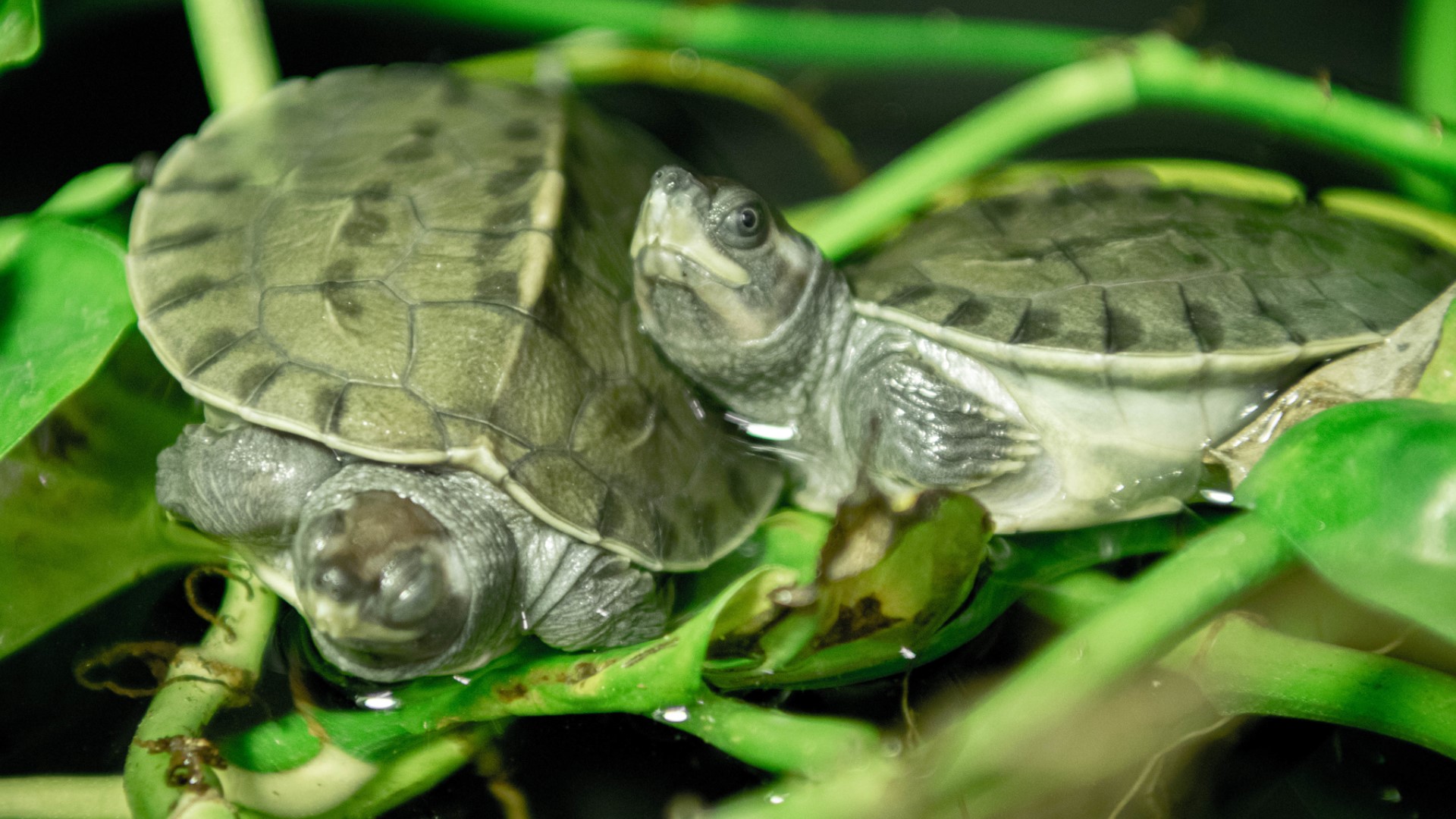 Baby turtles! Houston Zoo has first ever hatching of highly endangered ...
