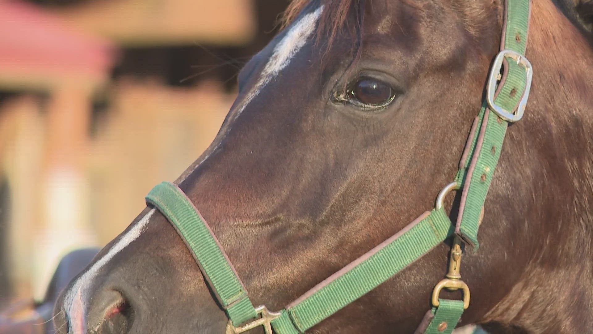 Deadly horse virus outbreak in Texas causing concern for Houston-area ...