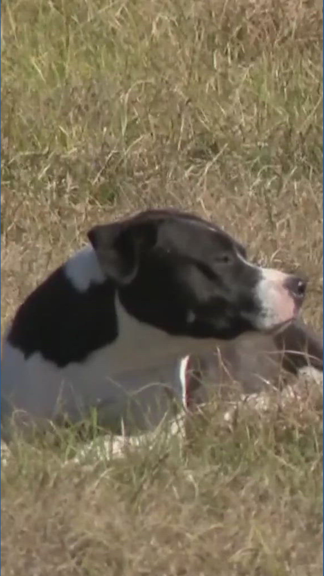 Stray dogs terrorize SE Houston neighborhood | khou.com