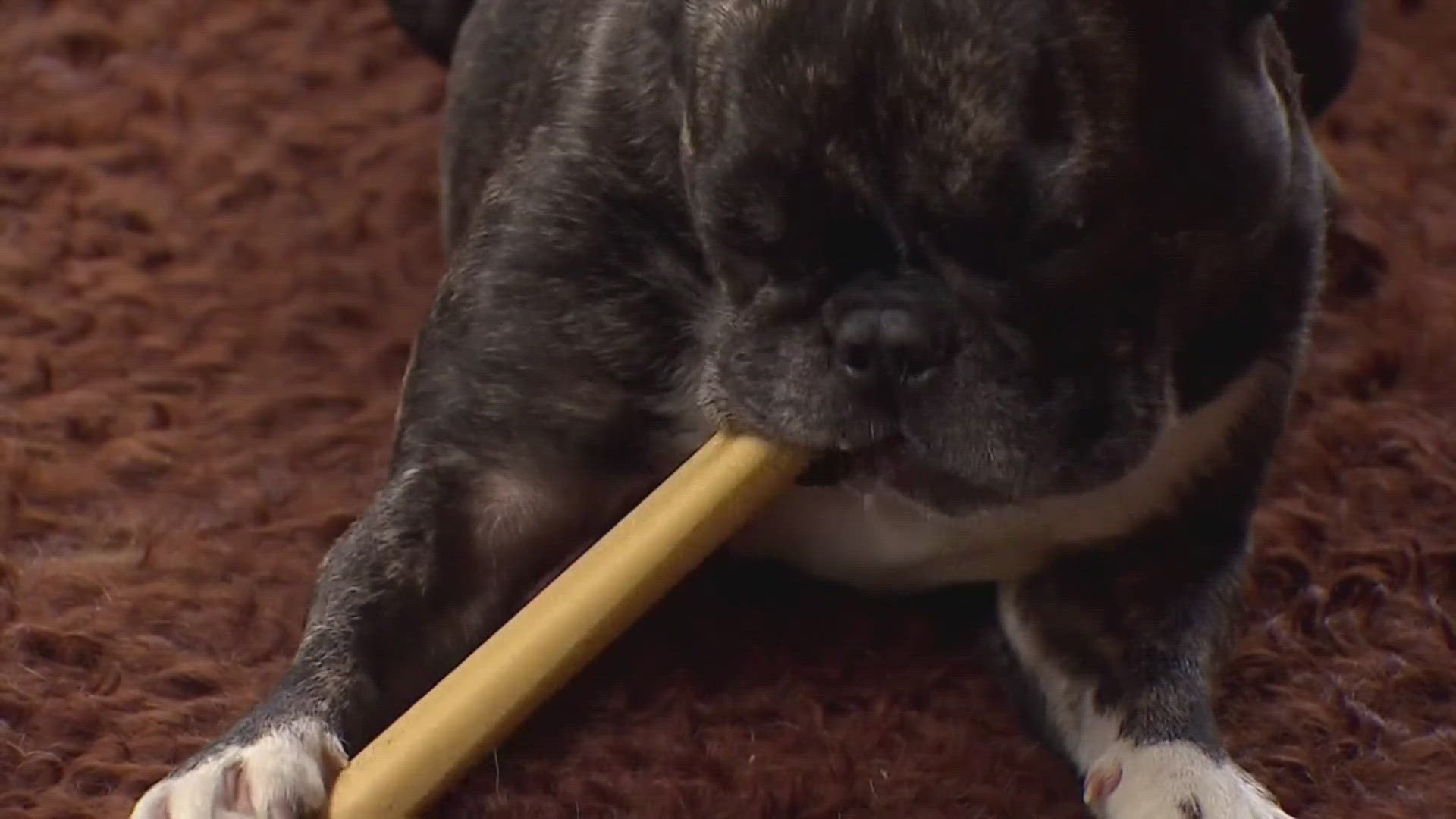 Houston’s most popular dog breeds of 2024 | khou.com