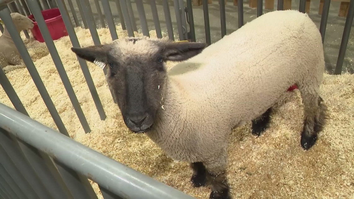 Houston rodeo tickets: How to protect your purchase | khou.com