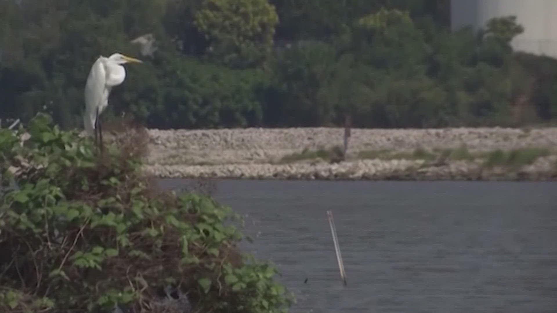 Study shows increased cancer rates near San Jacinto River waste pit ...