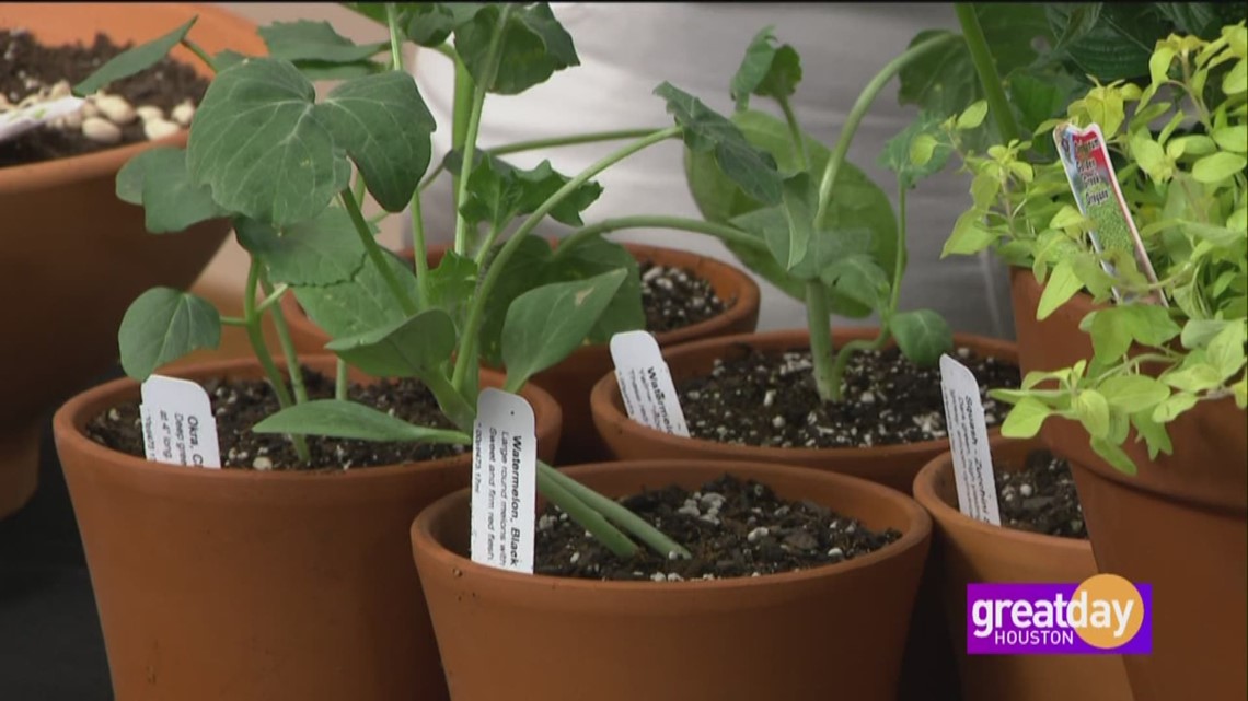Helping your plants survive the summer heat | khou.com