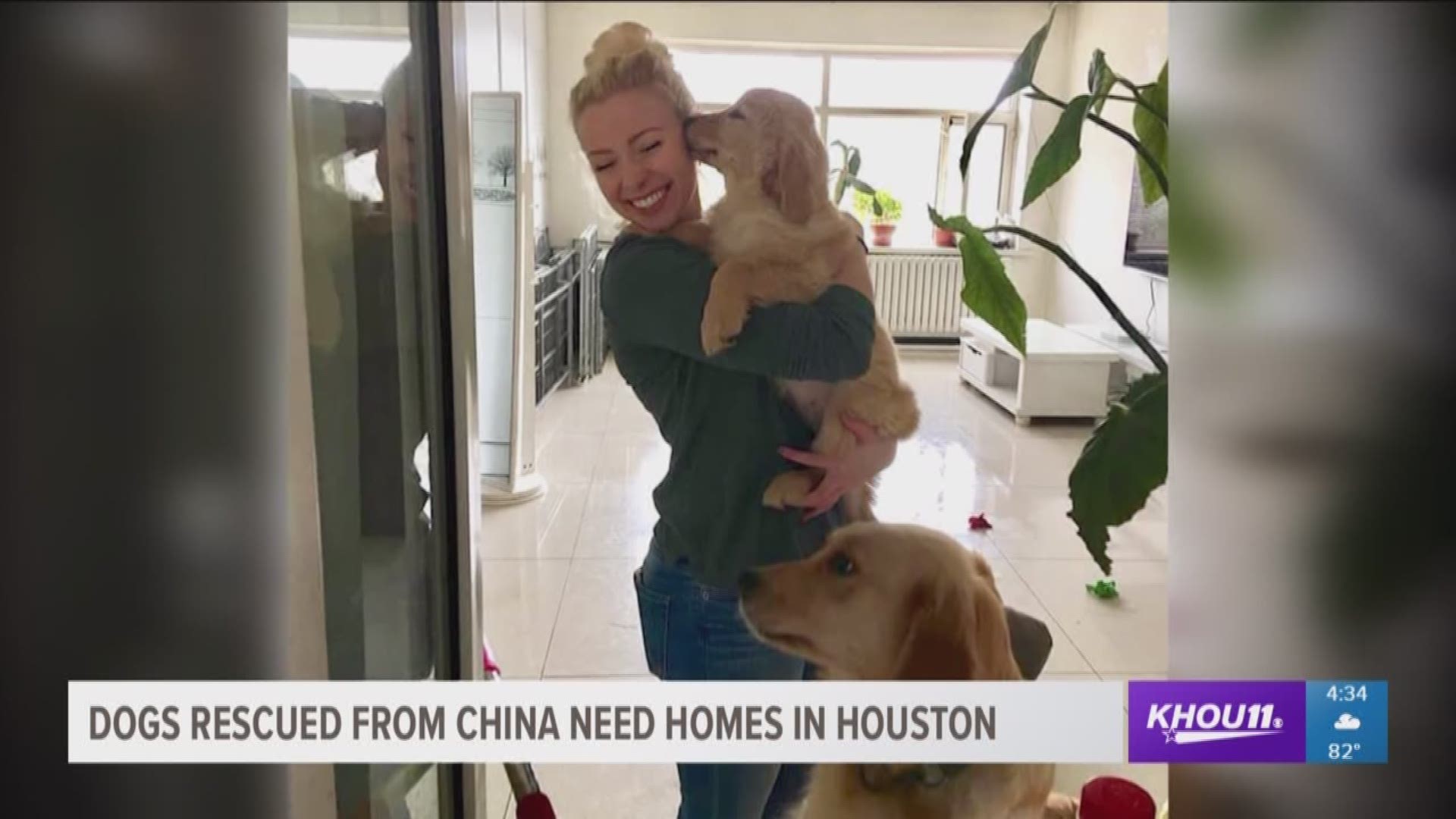 Dogs rescued from China flown to Houston for new life | khou.com