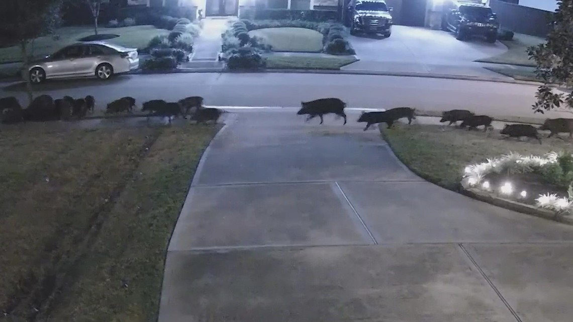 Dozens of wild hogs caught on video taking over Sienna neighborhood ...