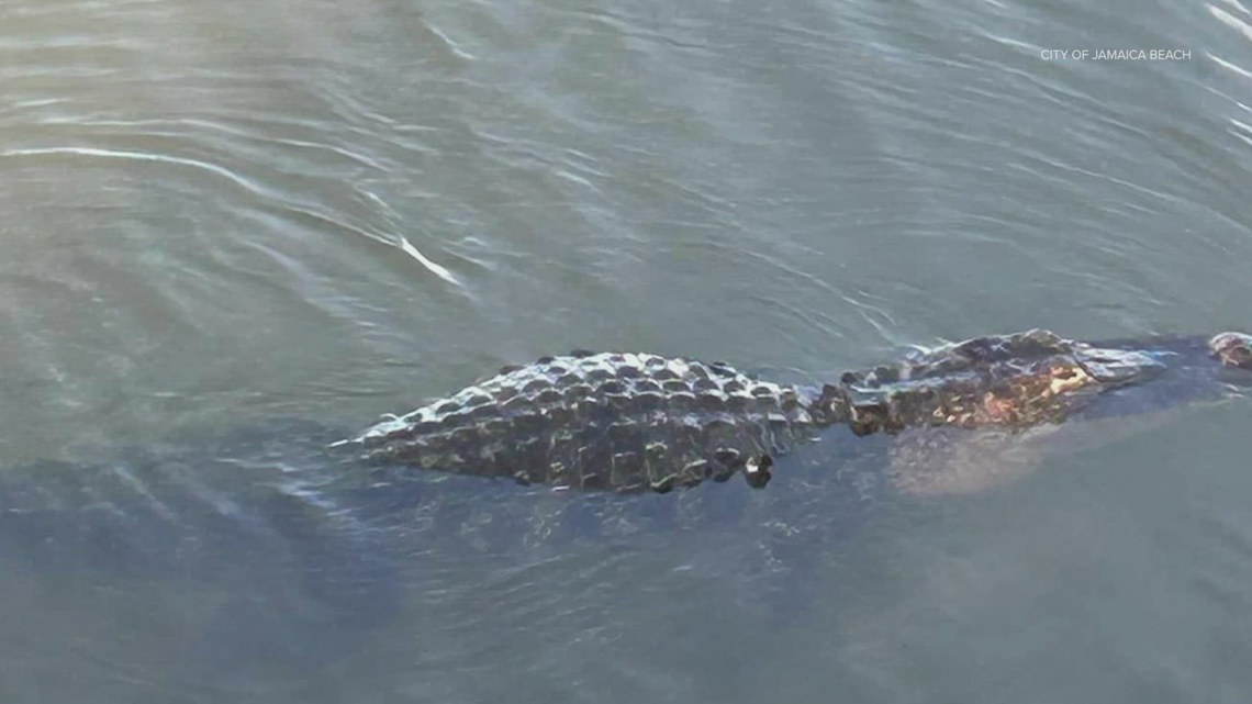 Alligators in the Gulf: Experts say it happens | khou.com