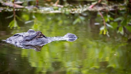 Myrtle Beach Alligator Attack: Person killed in pond | khou.com