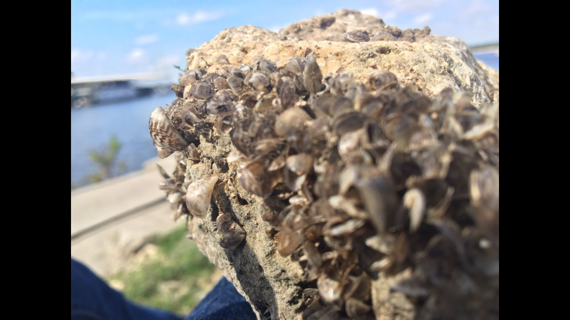 Zebra Mussels continue to infest lakes in Central Texas | khou.com