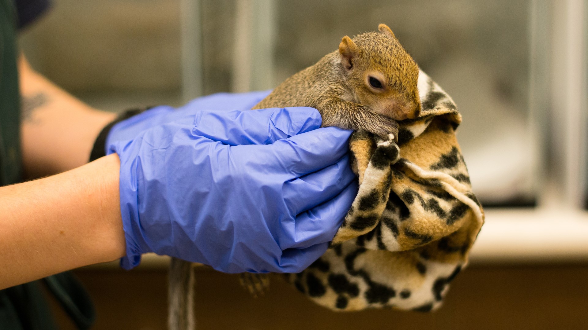 What to do if you find a sick, injured or distressed wild animal | khou.com
