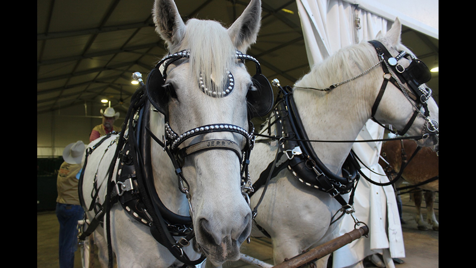 By the numbers: A look at the 2018 Houston Livestock Show and Rodeo ...