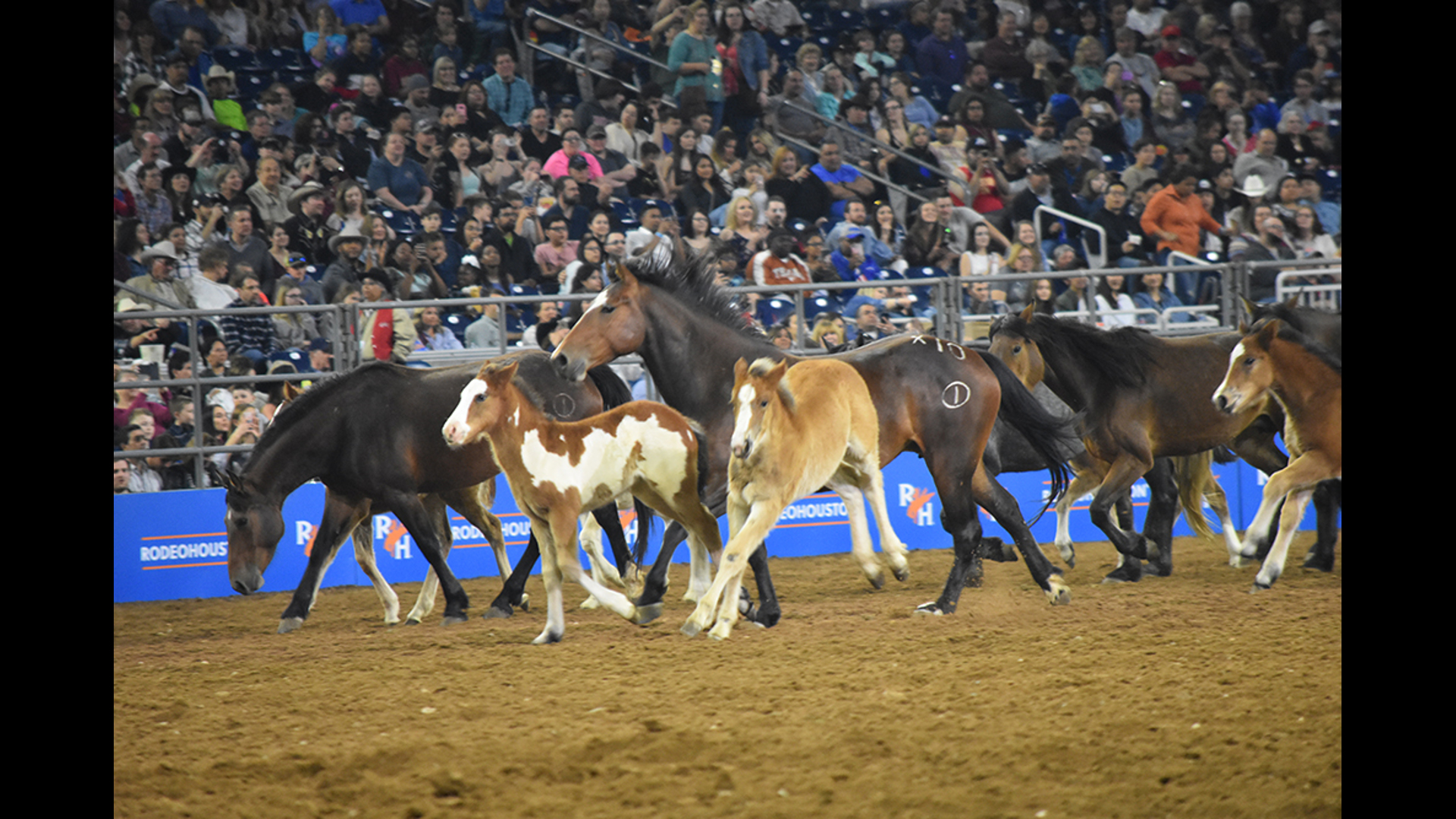 What to wear at the Houston Rodeo | khou.com