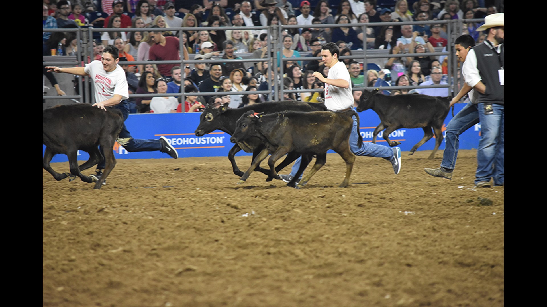 Photos: Calf Scramble at RodeoHouston | khou.com
