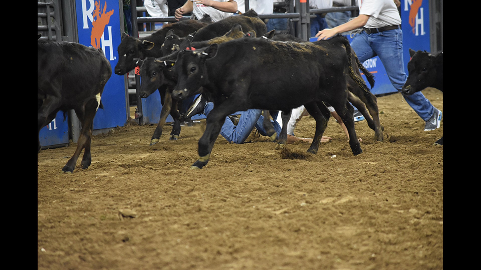 Photos: Calf Scramble at RodeoHouston | khou.com