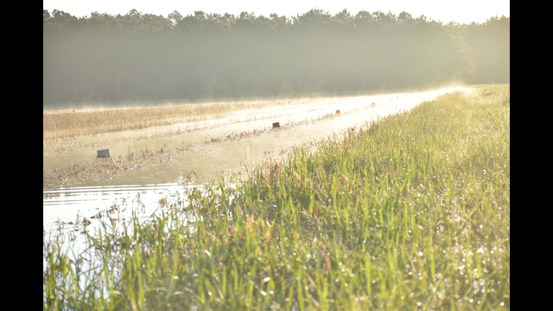 Photos: The Crawfish Farmers | khou.com
