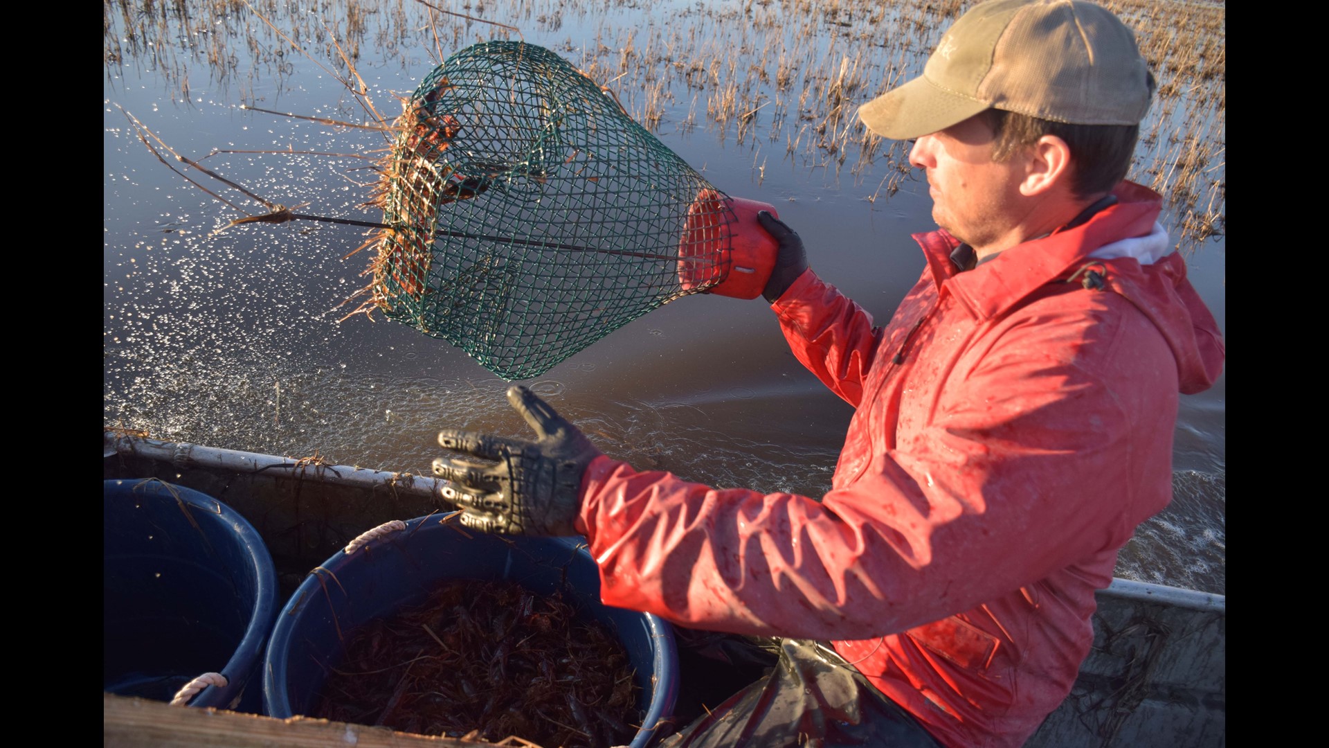 Photos: The Crawfish Farmers | khou.com