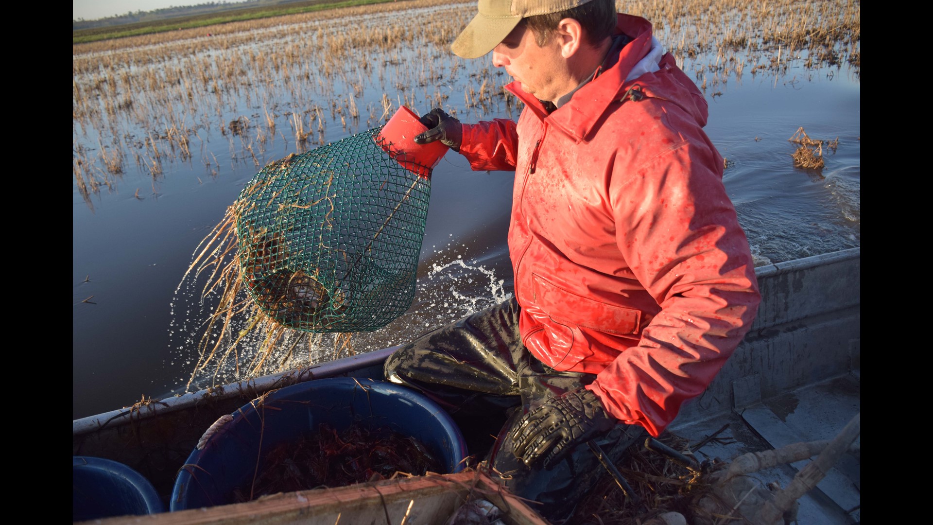 The Crawfish Farmers | khou.com