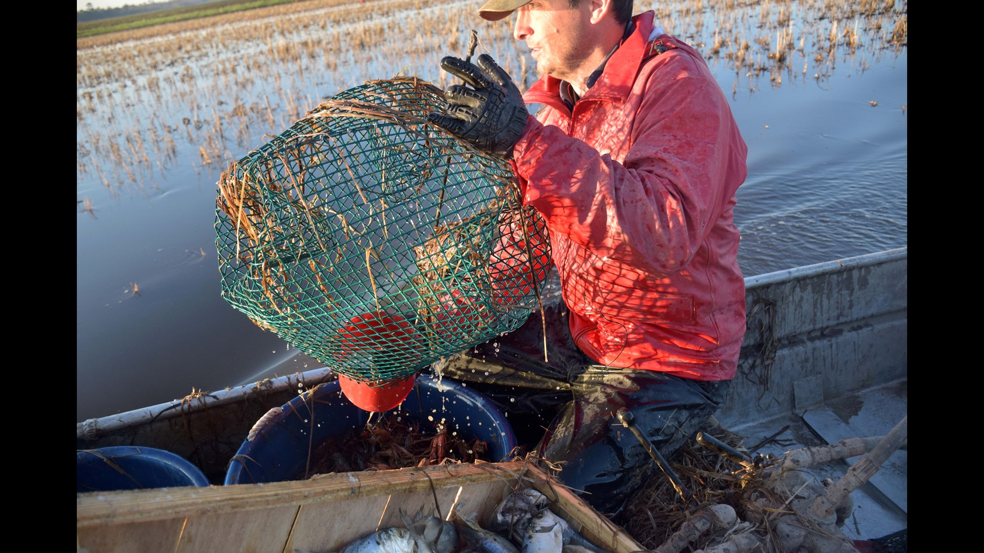 Photos: The Crawfish Farmers | khou.com