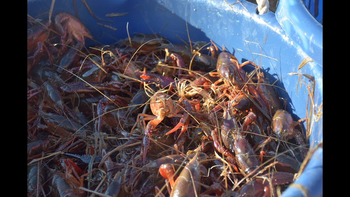 The Crawfish Farmers | khou.com