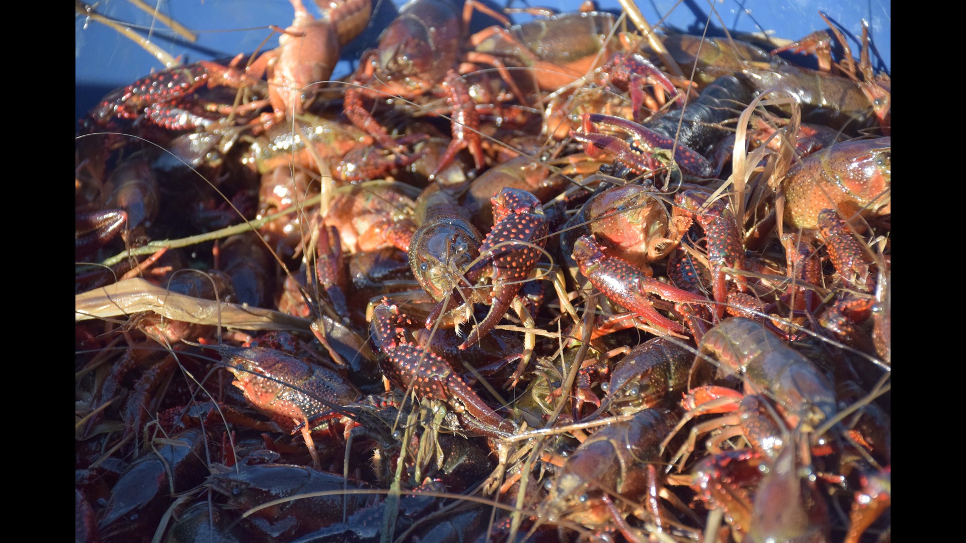 This is how to cook crawfish, Southeast Texas Crawfish Farm style ...