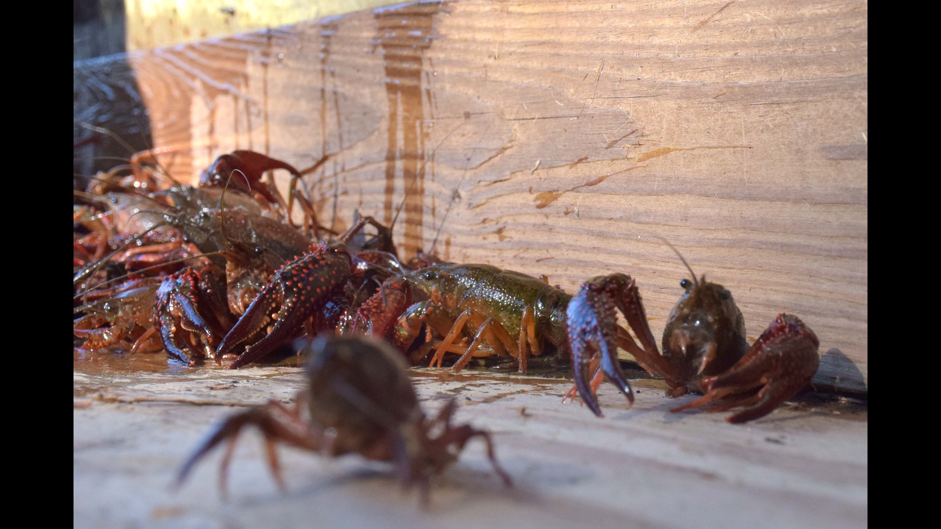 The Crawfish Farmers | khou.com