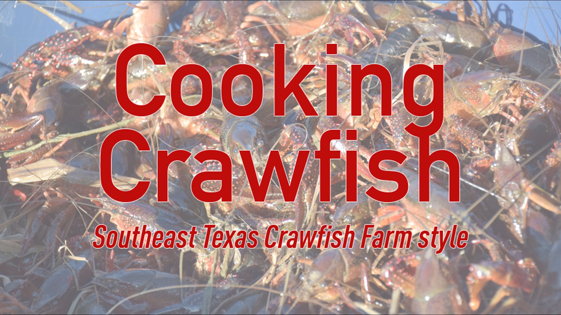 This is how to cook crawfish, Southeast Texas Crawfish Farm style ...