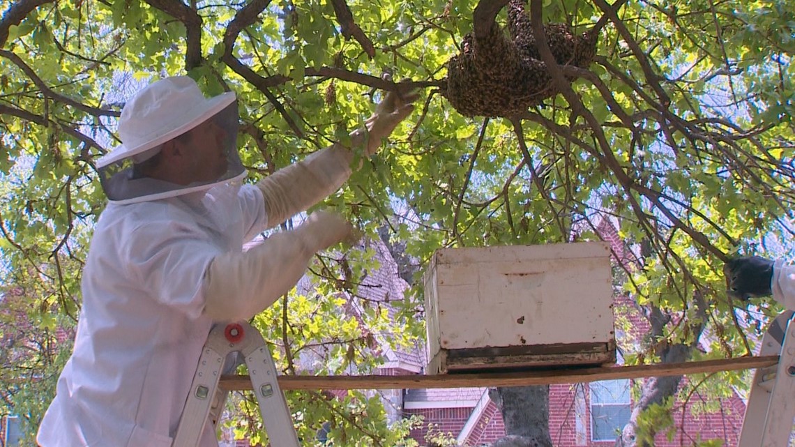 Spring brings swarms of bees to North Texas backyards | khou.com