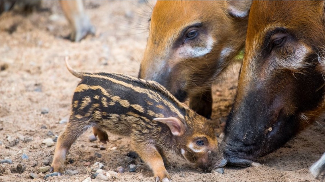 Photos: Newborn red river hog makes Houston Zoo debut | khou.com