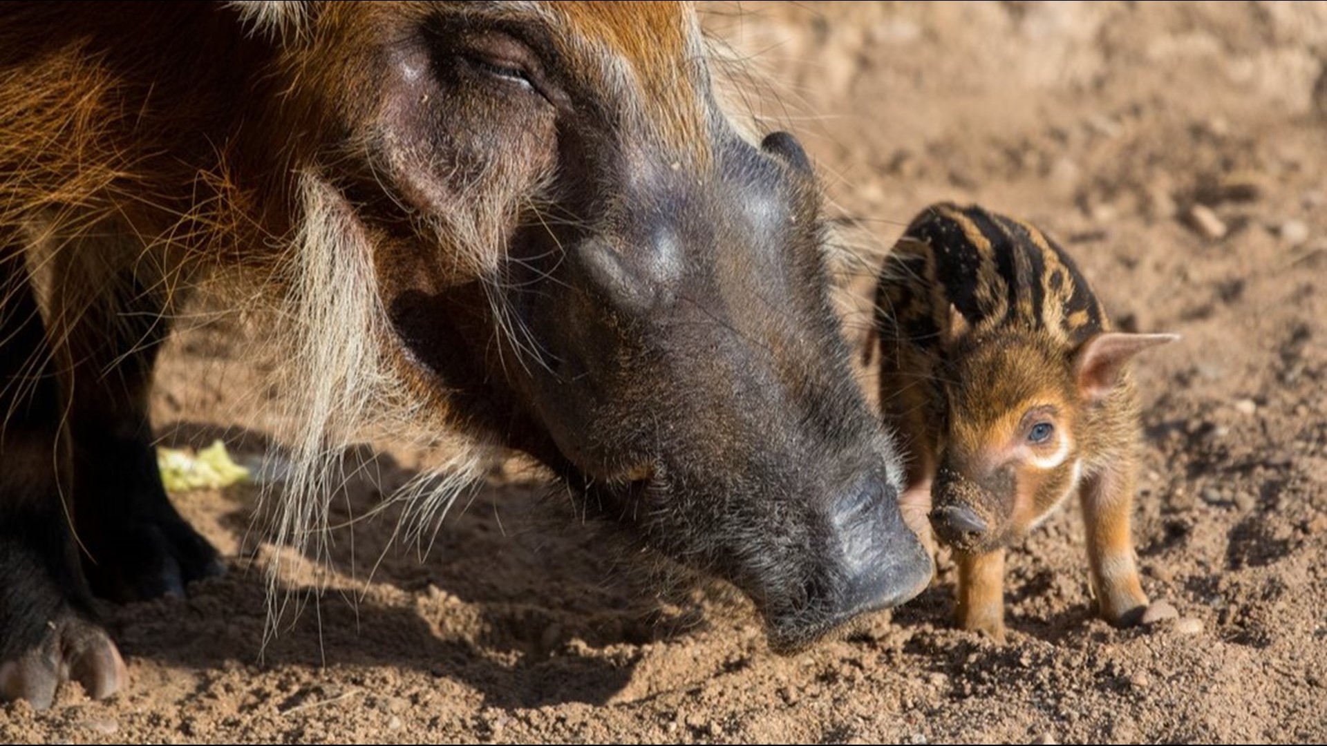 Newborn red river hog makes Houston Zoo debut | khou.com