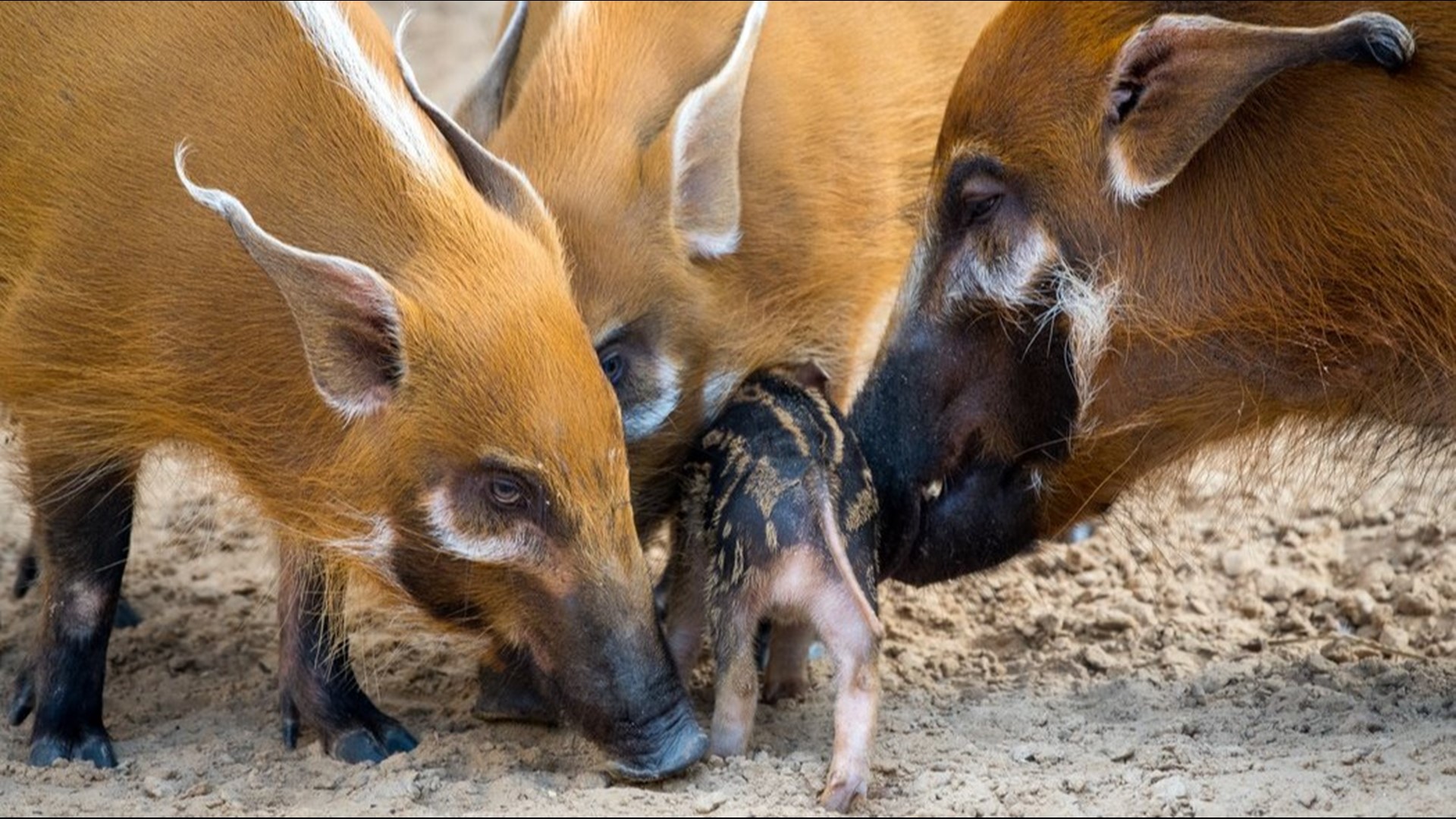 Photos: Newborn red river hog makes Houston Zoo debut | khou.com
