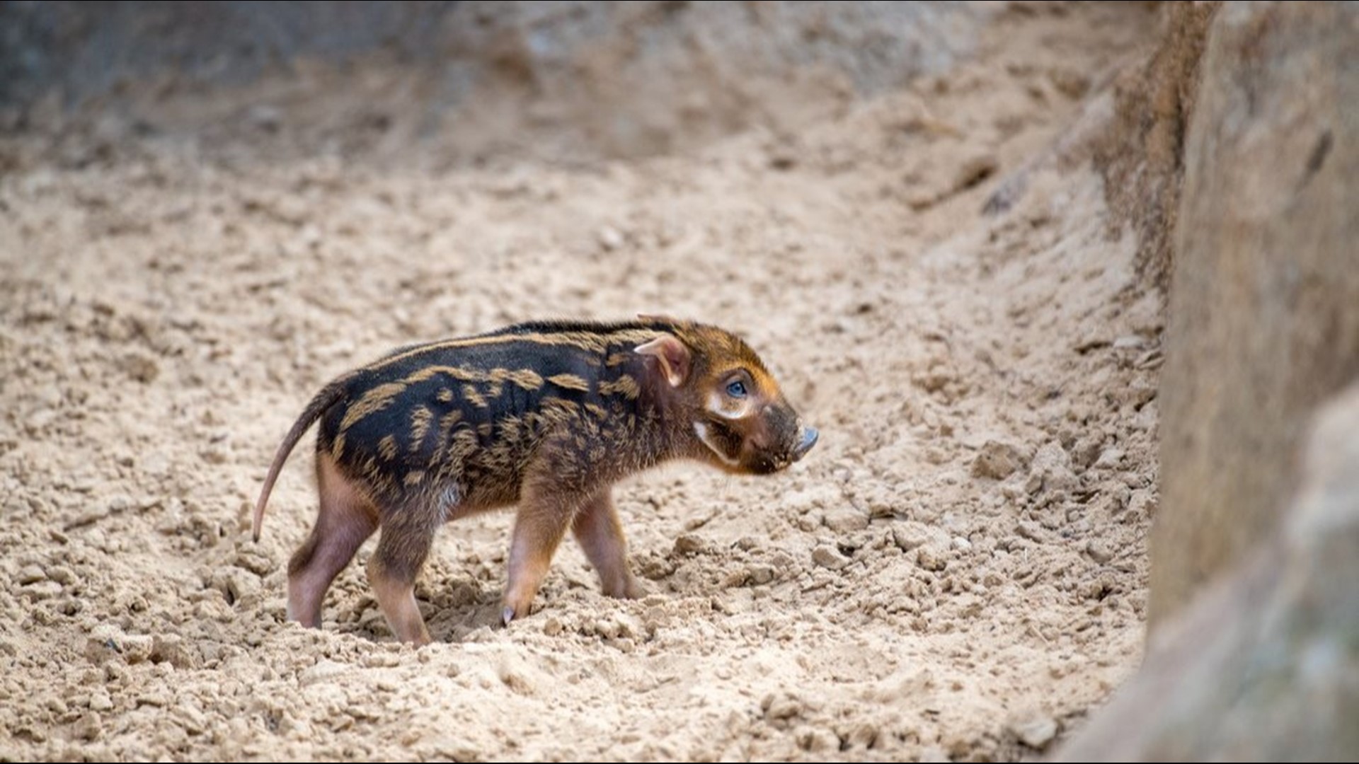 Newborn red river hog makes Houston Zoo debut | khou.com
