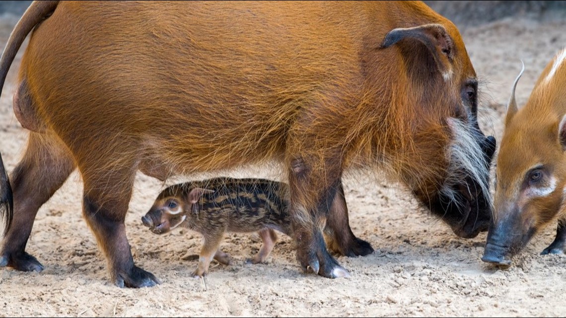 Photos: Newborn red river hog makes Houston Zoo debut | khou.com