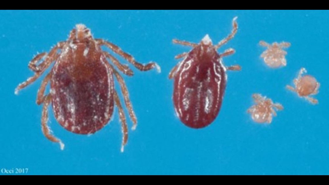 East Asian tick species arrives in New Jersey, could carry dangerous ...