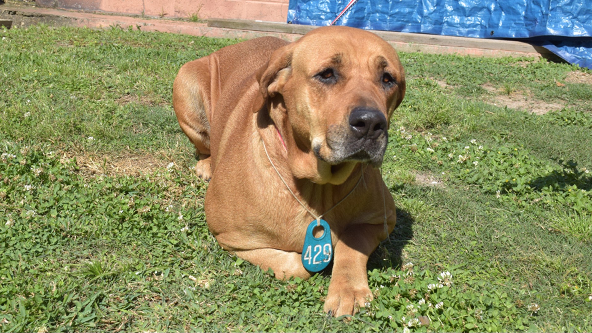 Harris County Animal Shelter celebrating National Adopt a Shelter Pet ...