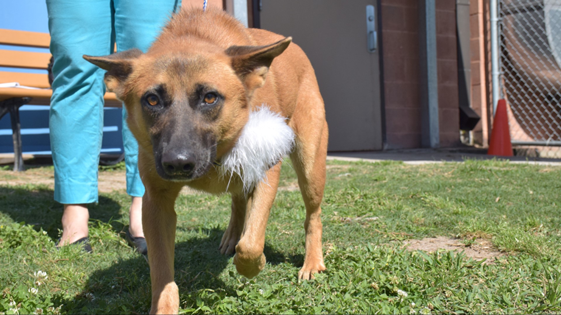 Harris County Animal Shelter celebrating National Adopt a Shelter Pet ...