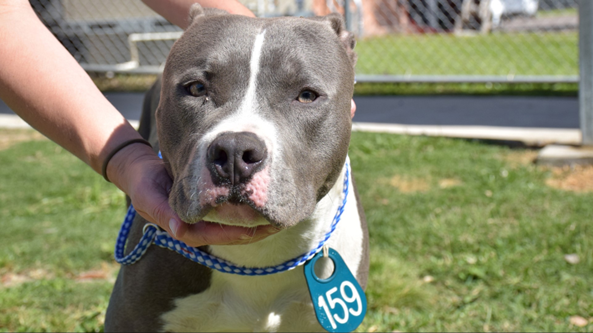 Harris County Animal Shelter celebrating National Adopt a Shelter Pet ...