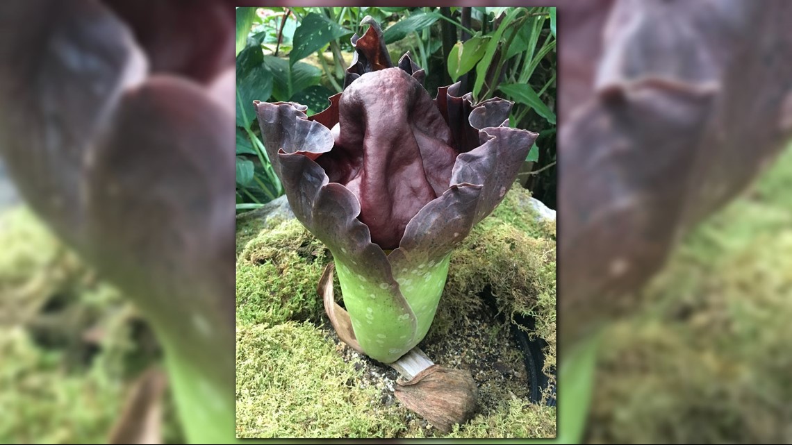 Rare, stinky corpse flower now blooming at Houston Museum of Natural ...
