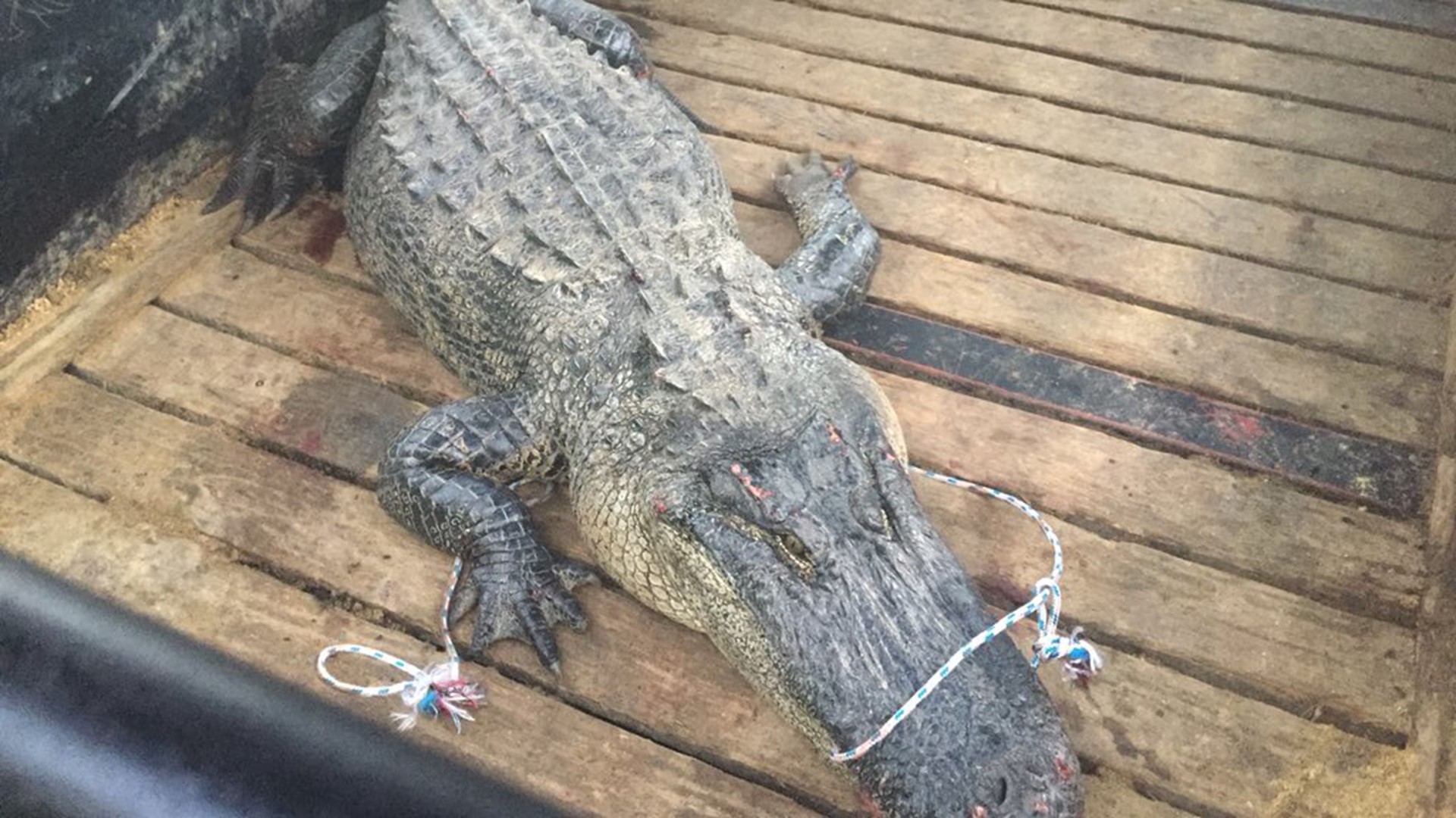 As summer approaches, here's what you should do if you spot a gator ...