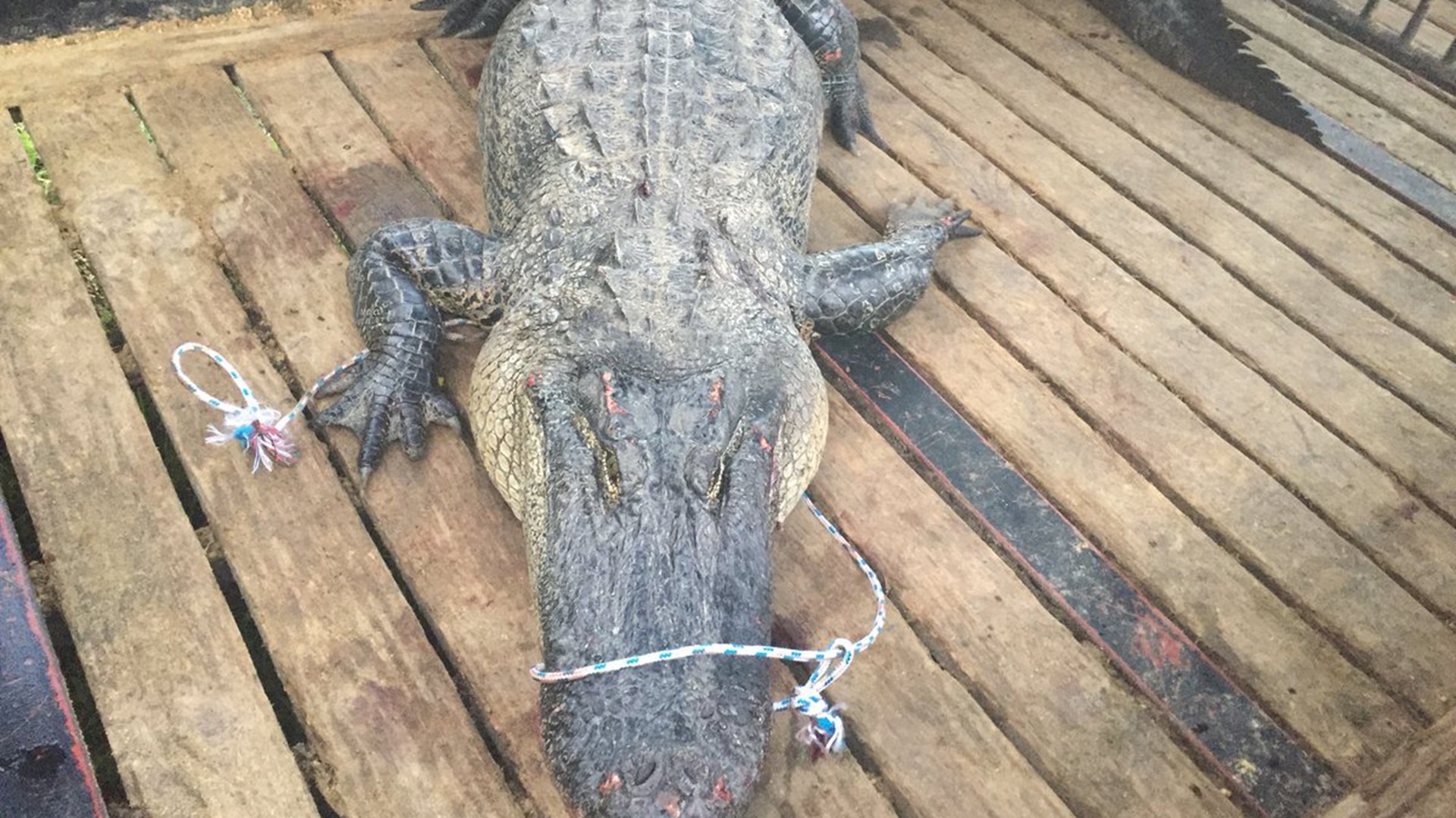 As summer approaches, here's what you should do if you spot a gator ...