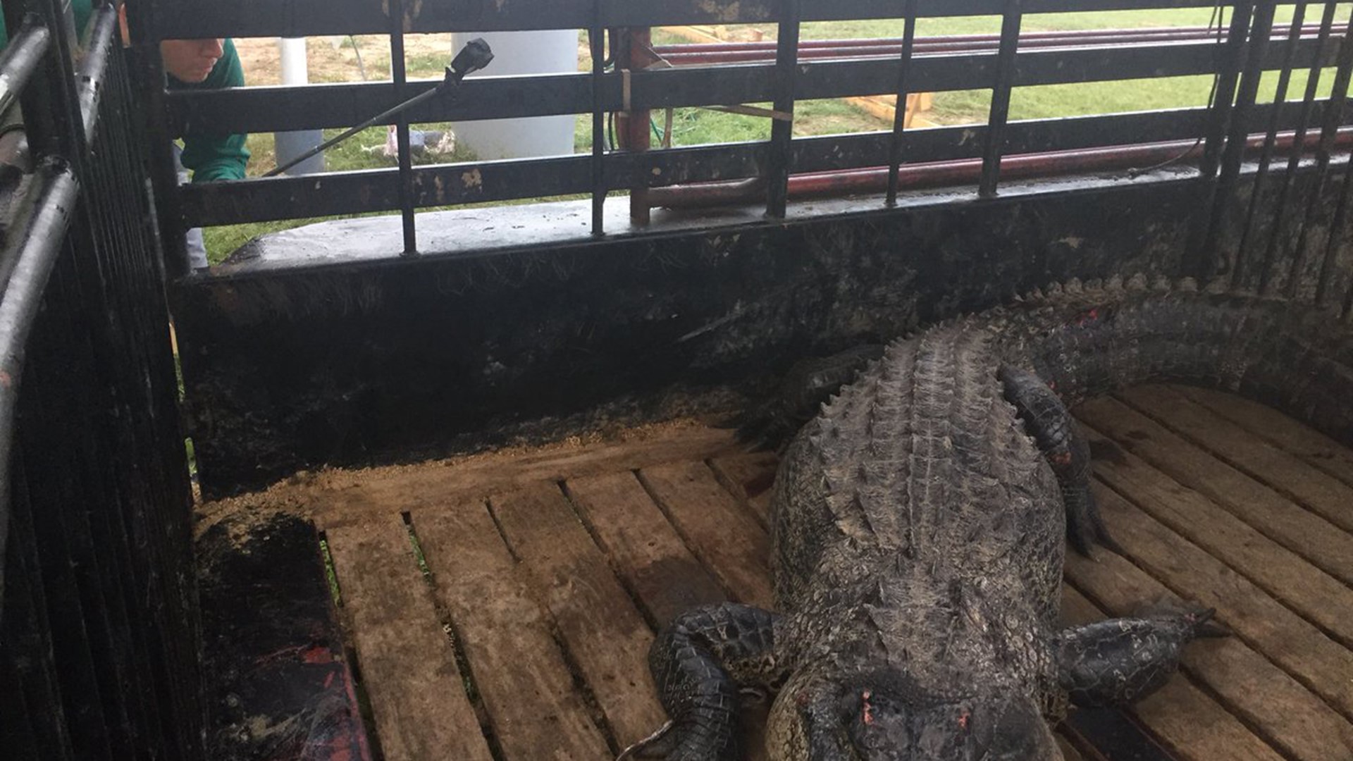 Cowboy wrangles huge gator parked on US 59 | khou.com