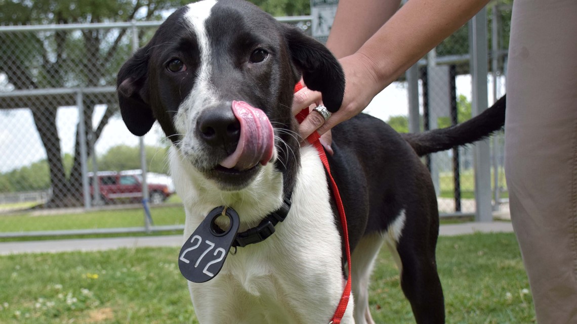 Photos: Adoptable dogs & cats at the Harris County Animal Shelter as of ...
