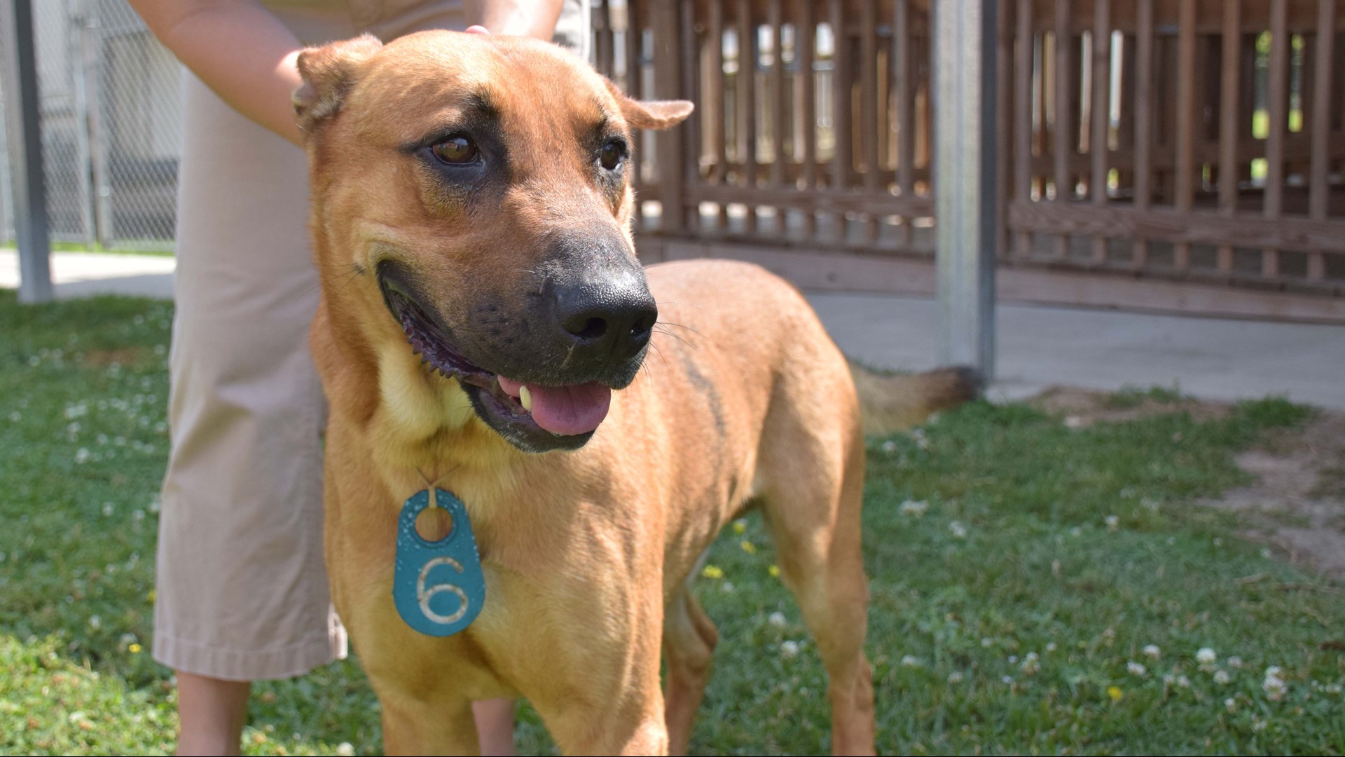 Photos: Adoptable dogs & cats at the Harris County Animal Shelter as of ...