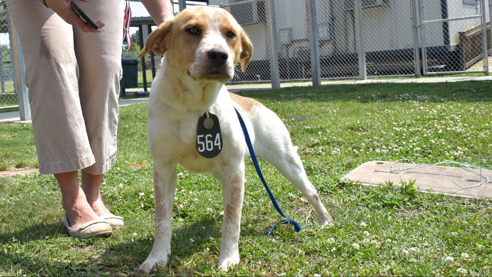 Photos: Adoptable dogs & cats at the Harris County Animal Shelter as of ...