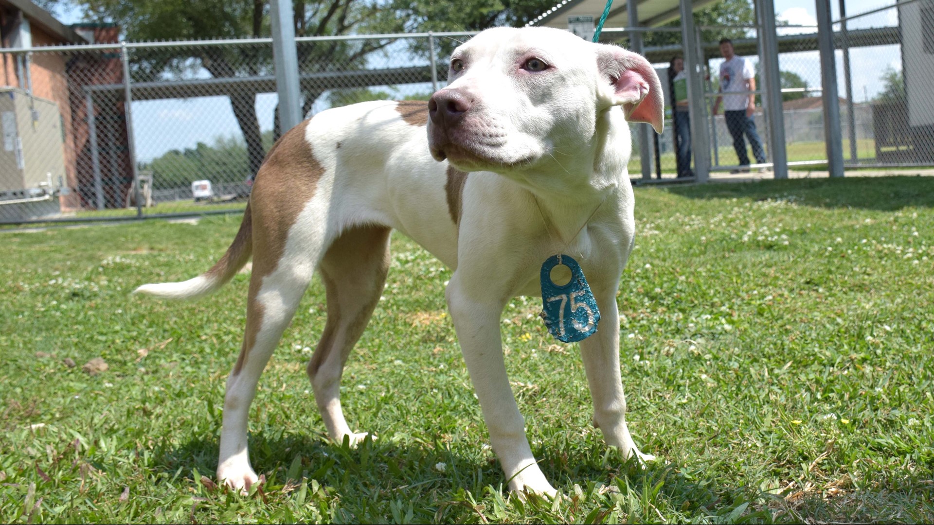 Photos: Adoptable dogs & cats at the Harris County Animal Shelter as of ...